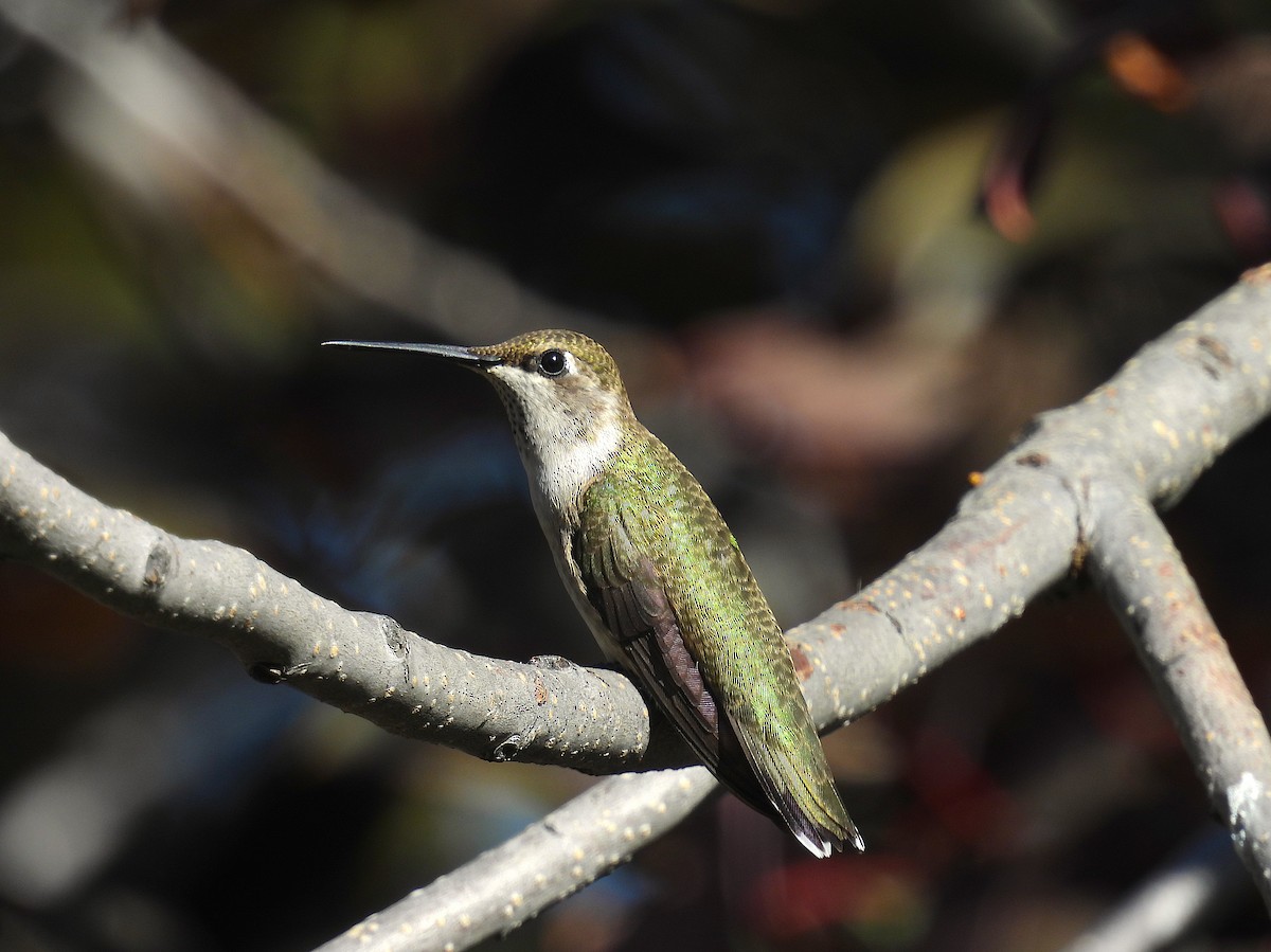 eBird Checklist - 9 Oct 2025 - Waneka Lake/Greenlee Preserve - 24 ...