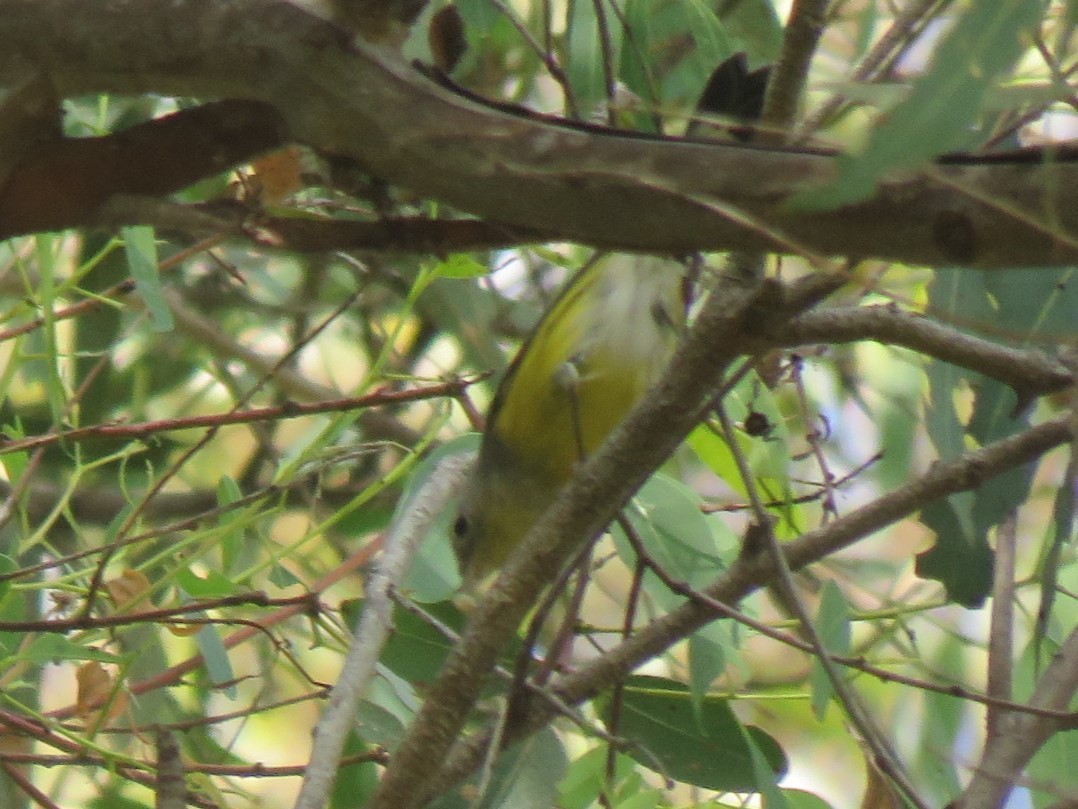 eBird Checklist - 9 Oct 2025 - Huntington Central Park--East - 28 species