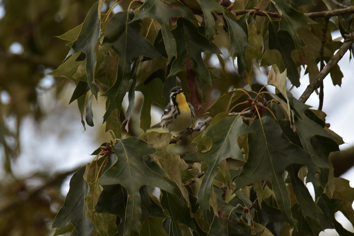 eBird Checklist - 9 Oct 2025 - Eventual Stakeout Hotspot - 24 species ...
