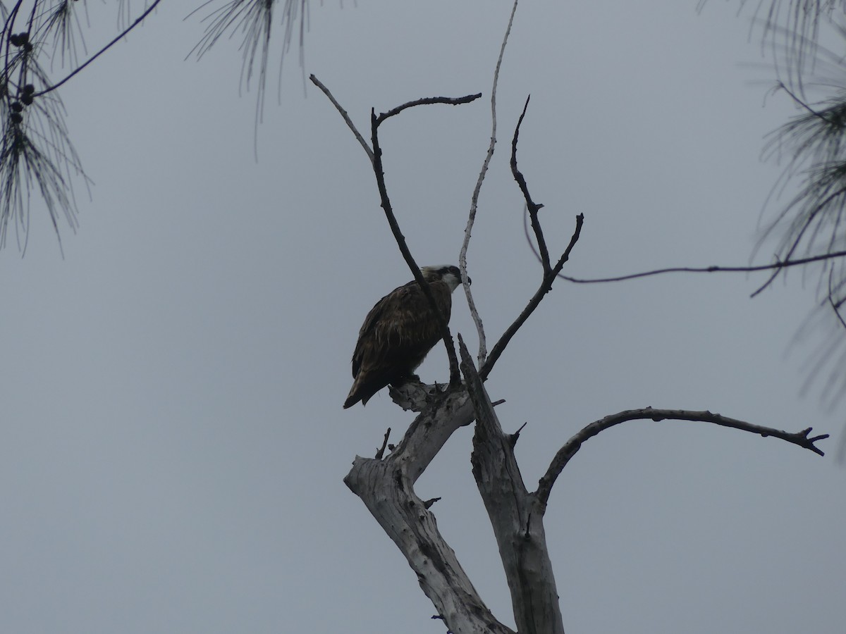 eBird Checklist - 10 Oct 2025 - Evergreen Cemetery - 29 species