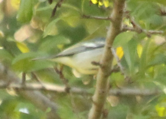 eBird Checklist - 10 Oct 2025 - Gerald and Cathy DeNeal home - 19 species