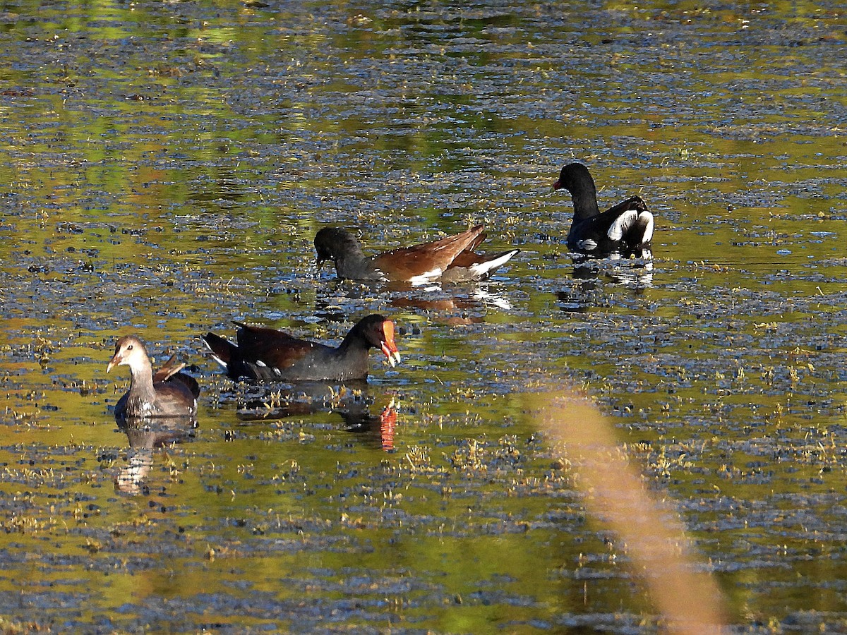 eBird Checklist - 10 Oct 2025 - Burns Point and environs - 53 species