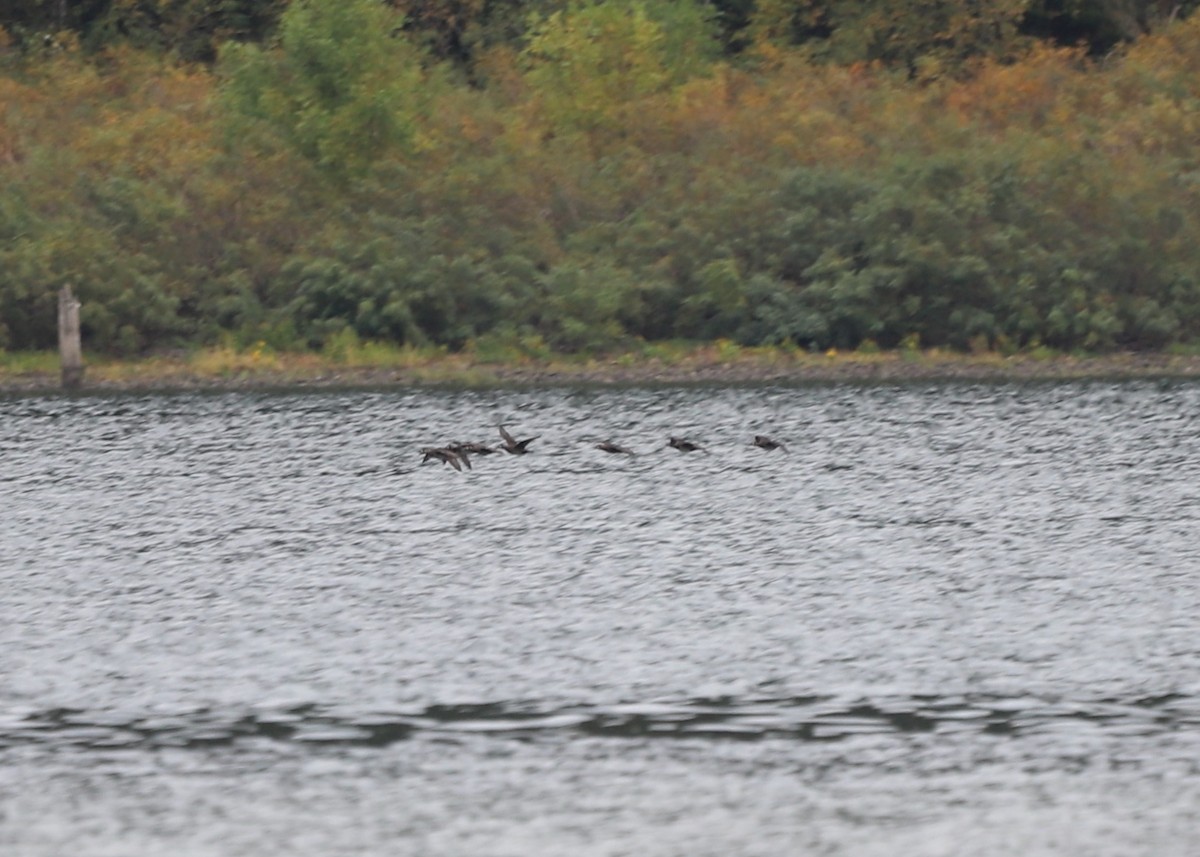 eBird Checklist - 10 Oct 2025 - Rooster Rock SP - 57 species (+5 other ...
