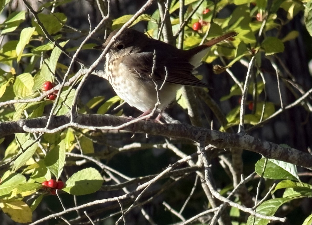 eBird Checklist - 10 Oct 2025 - Rachel Carson NWR--Timber Point Trail ...