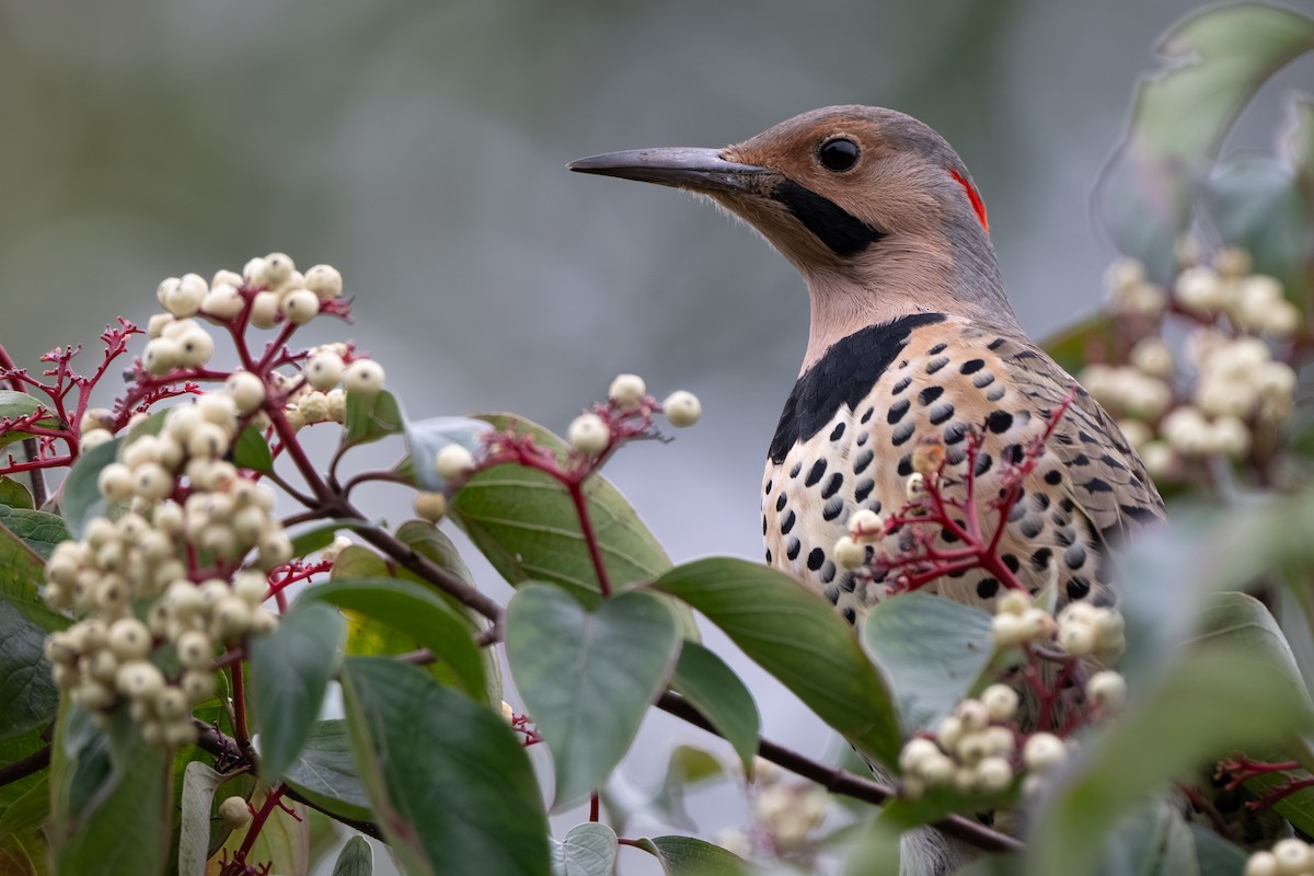 eBird Checklist - 10 Oct 2025 - Montrose Point Bird Sanctuary, Lincoln ...