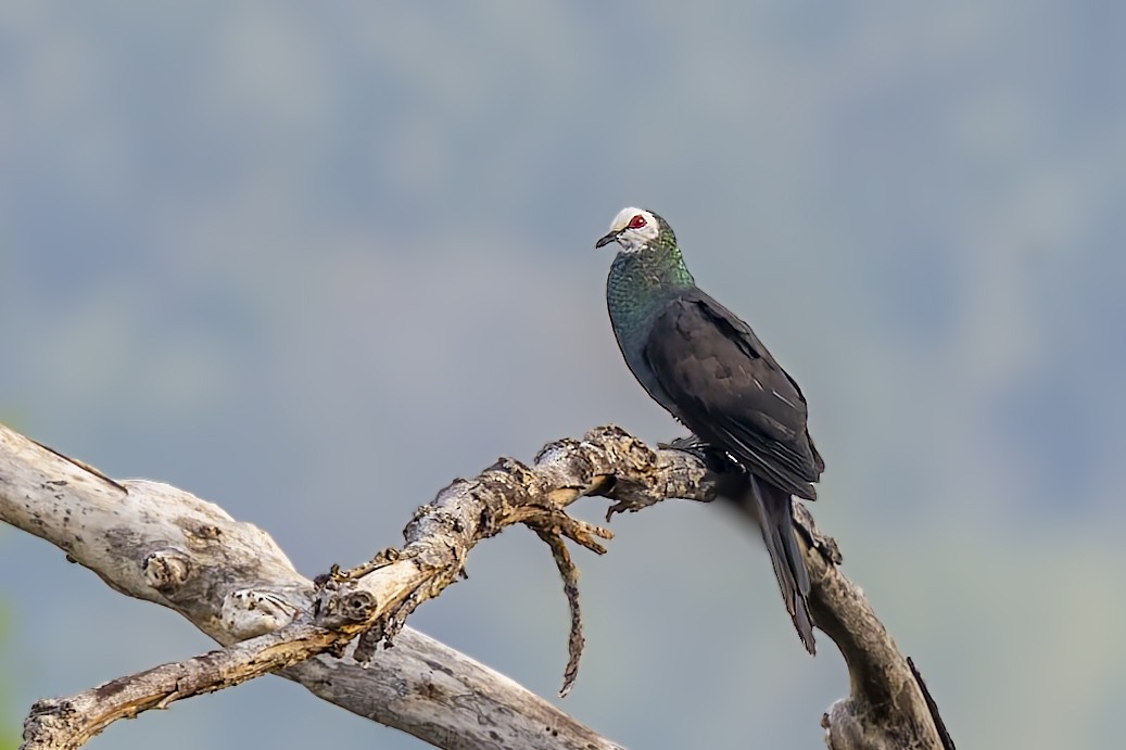 ML643268404 - White-faced Cuckoo-Dove - Macaulay Library