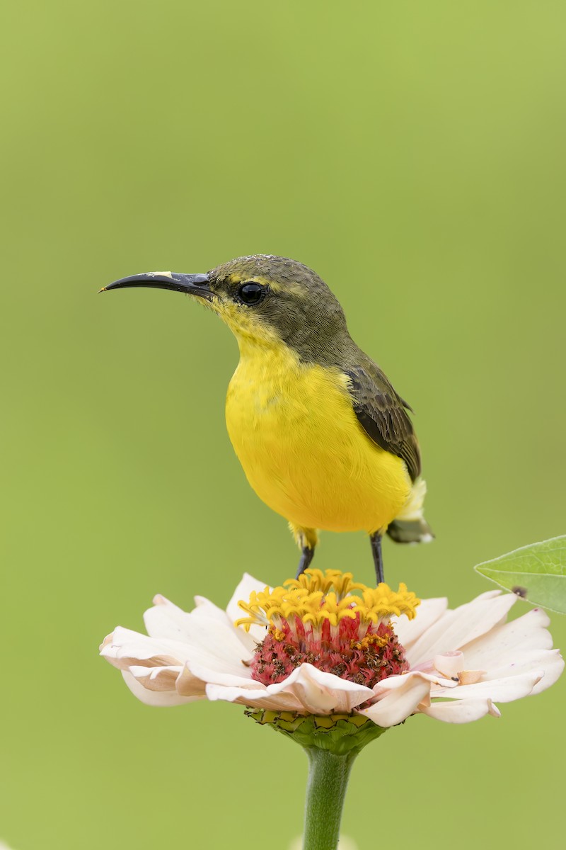 ML643268615 - Sahul Sunbird - Macaulay Library