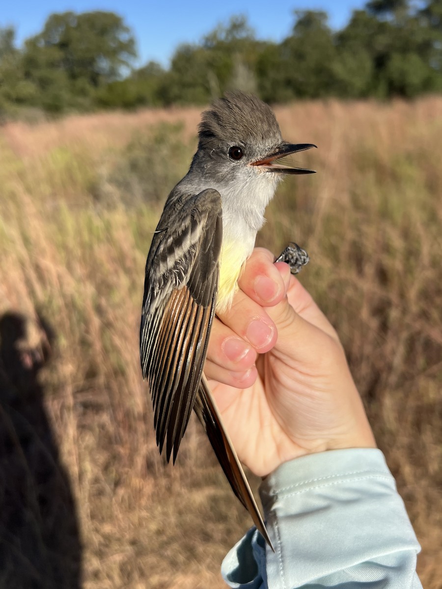 eBird Checklist - 11 Oct 2025 - Texas A&M Univ.--Ecology & Natural Resource area - 3 species