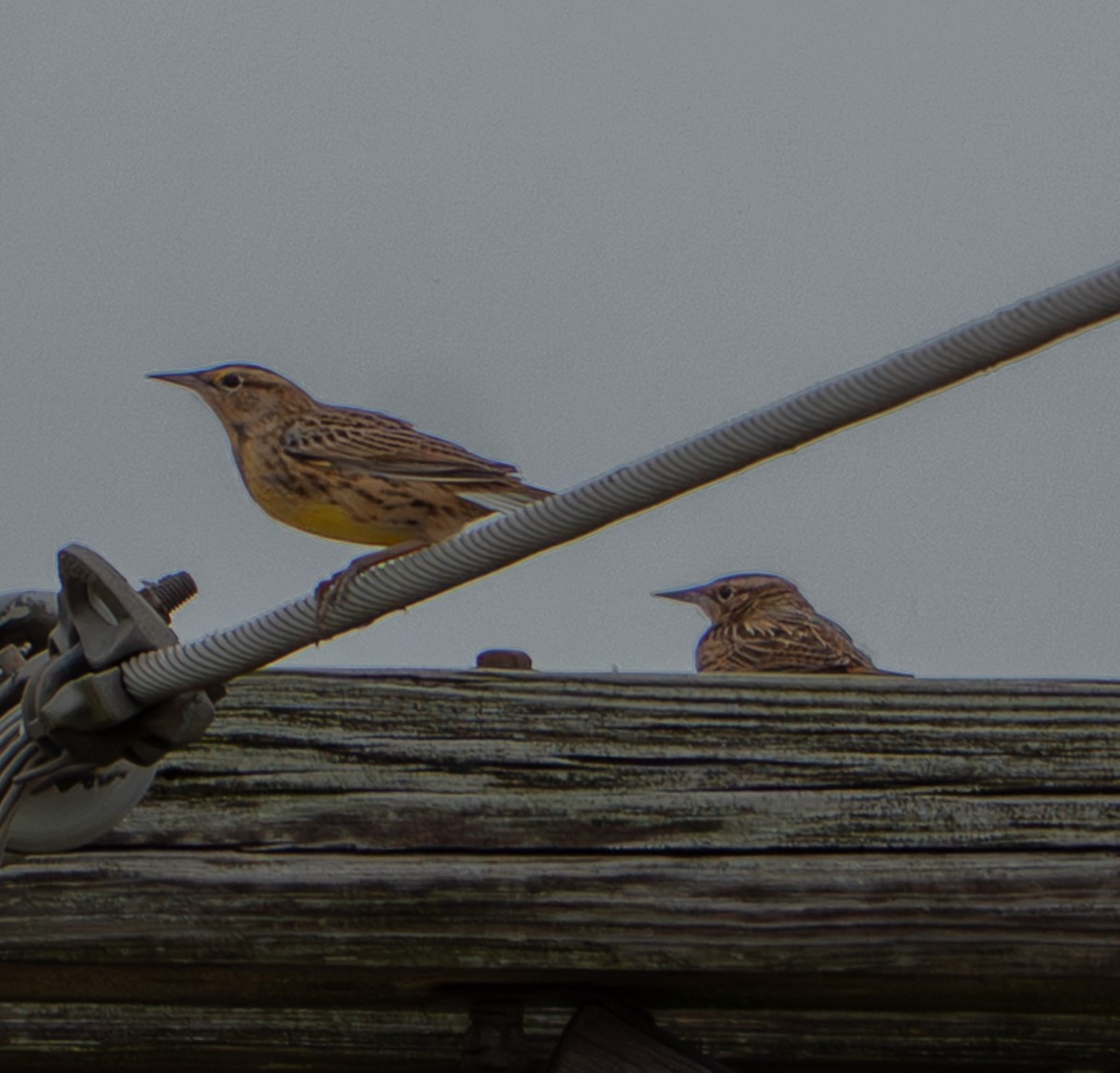 eBird Checklist - 11 Oct 2025 - Whitehouse Road loop - 30 species