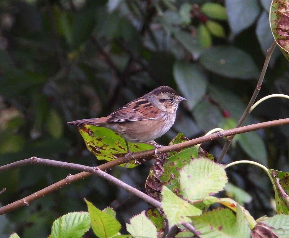 eBird Checklist - 11 Oct 2025 - Daniels Run Park - 21 species
