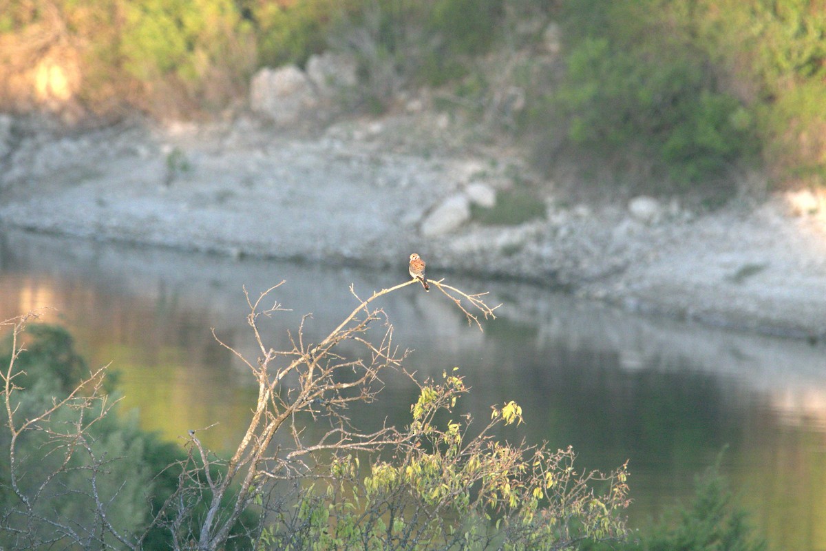 eBird Checklist - 11 Oct 2025 - Lake Georgetown--Dam area - 31 species