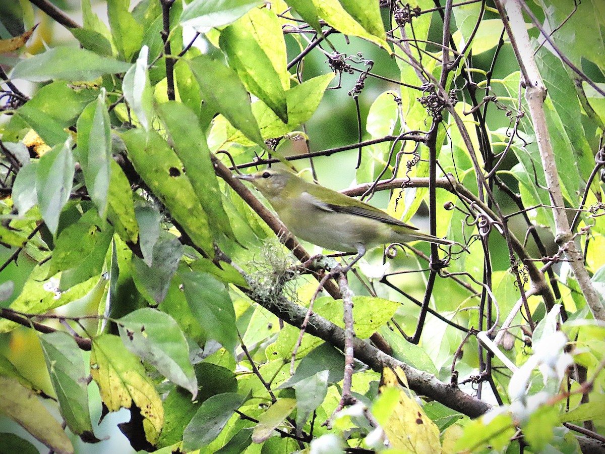eBird Checklist - 7 Oct 2025 - Spence's Woods - 36 species