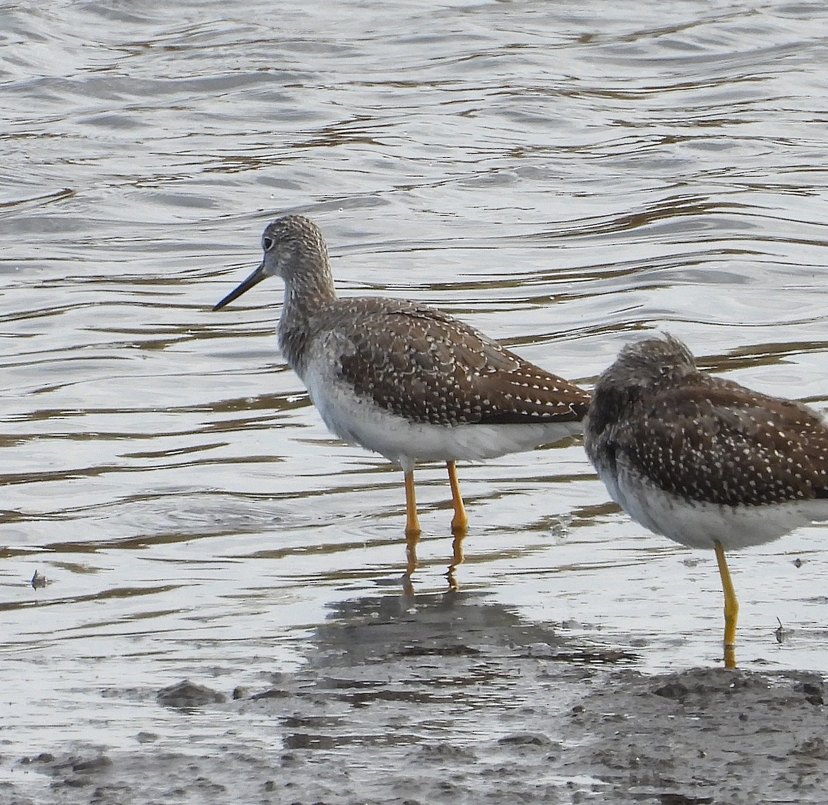 eBird Checklist - 11 Oct 2025 - Parker River NWR--North Pool Overlook ...