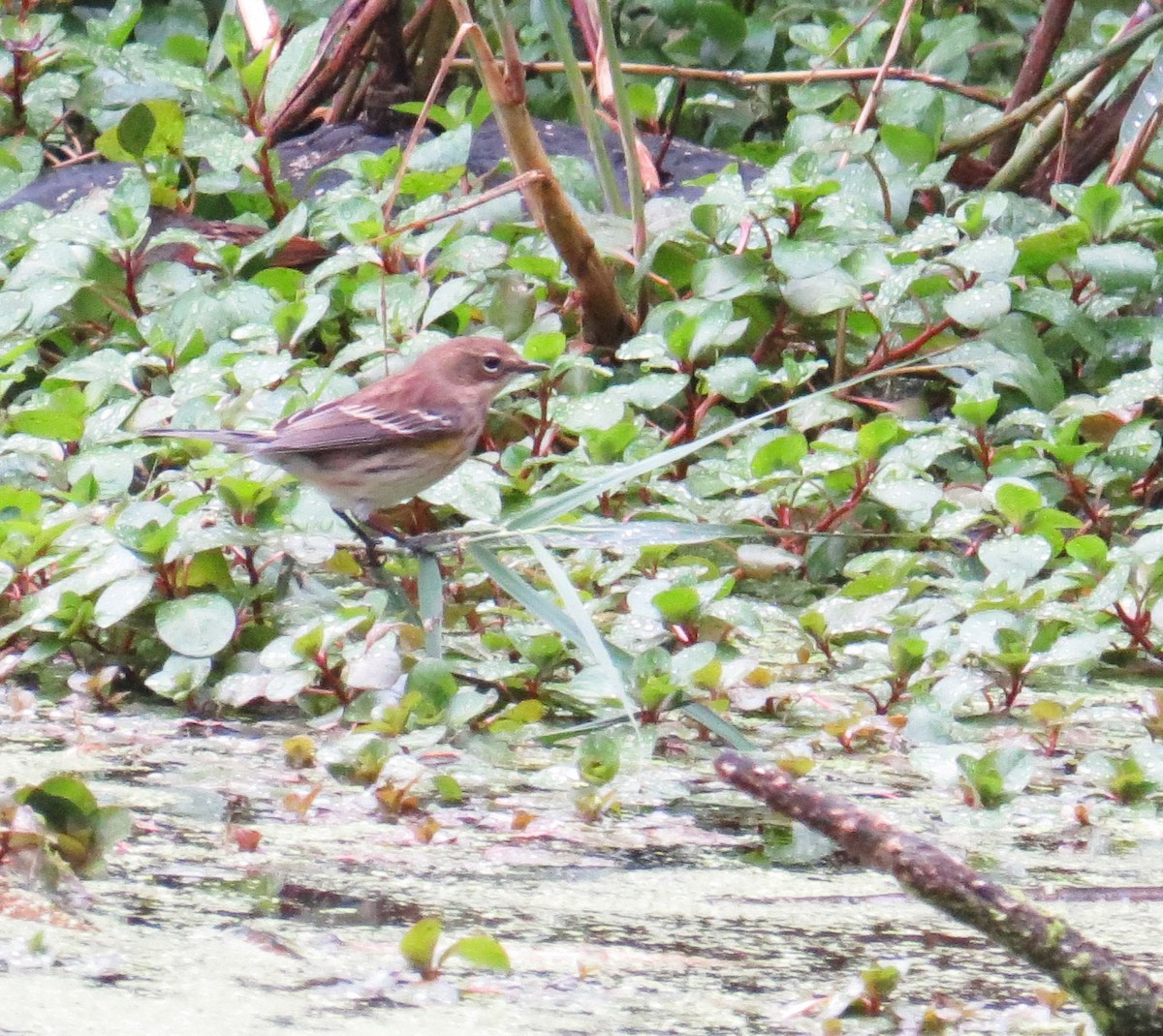 ML643315442 - Yellow-rumped Warbler - Macaulay Library