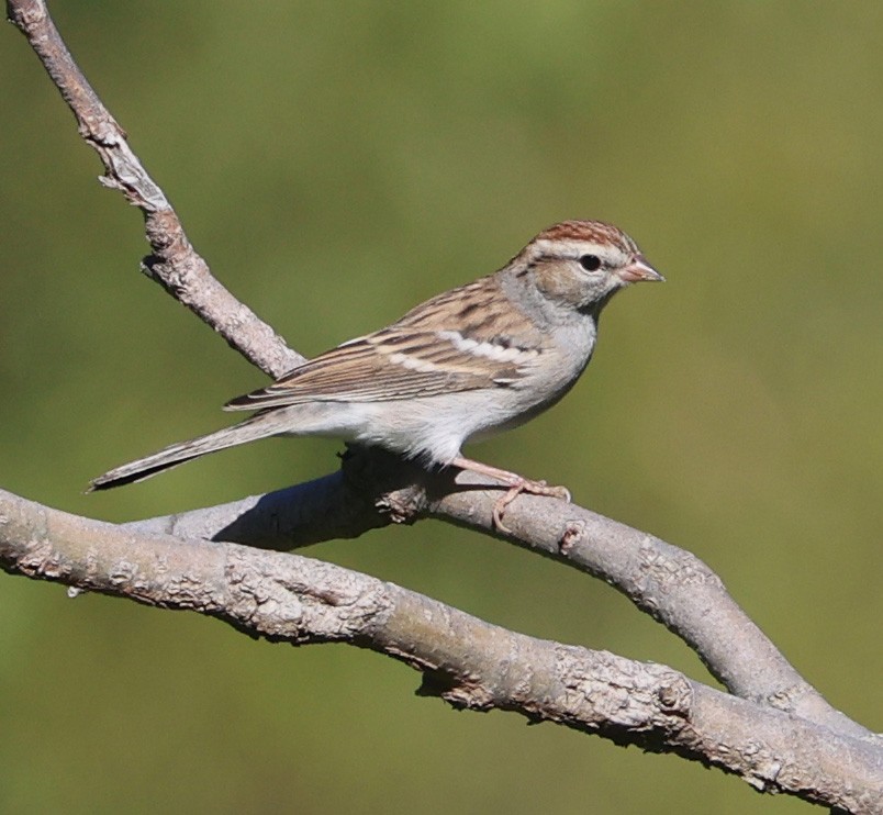 eBird Checklist - 11 Oct 2025 - Irvine Regional Park - 11 species