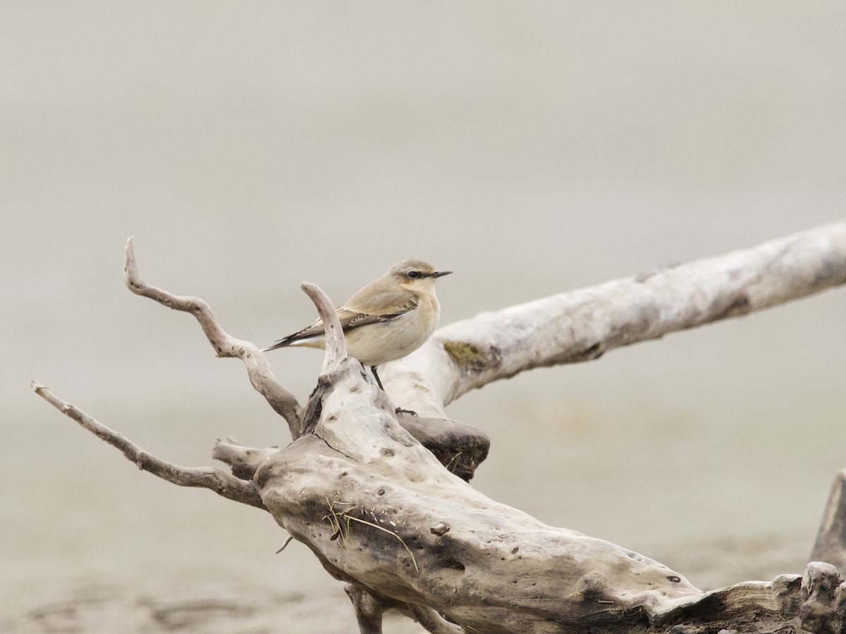 eBird Checklist - 11 Oct 2025 - Rooster Rock SP - 19 species (+1 other ...