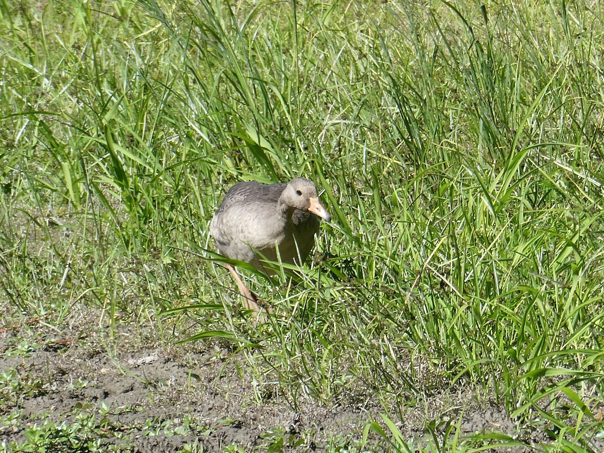 eBird Checklist - 11 Oct 2025 - American River Parkway behind condo ...