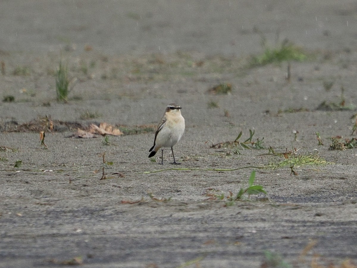 eBird Checklist - 11 Oct 2025 - Rooster Rock SP - 35 species
