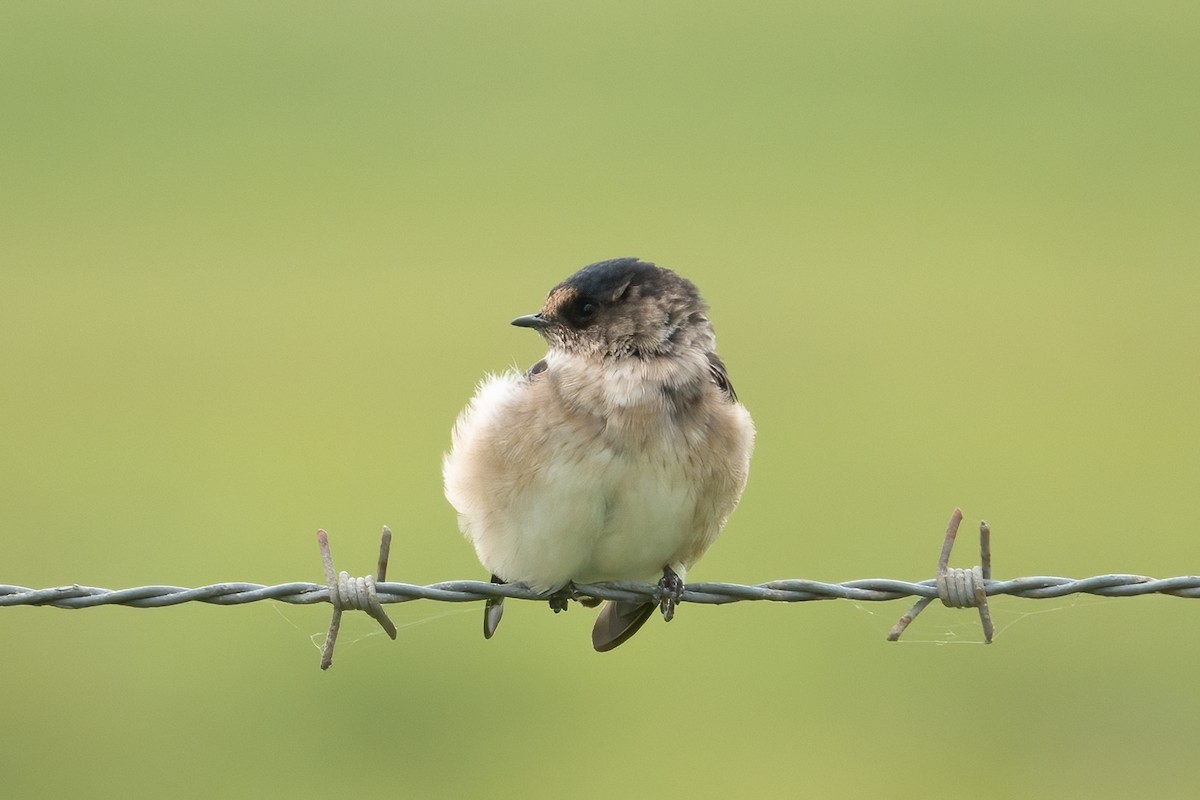 eBird Checklist - 12 Oct 2025 - France Rd Turf Farm (Edmonton) - 51 species