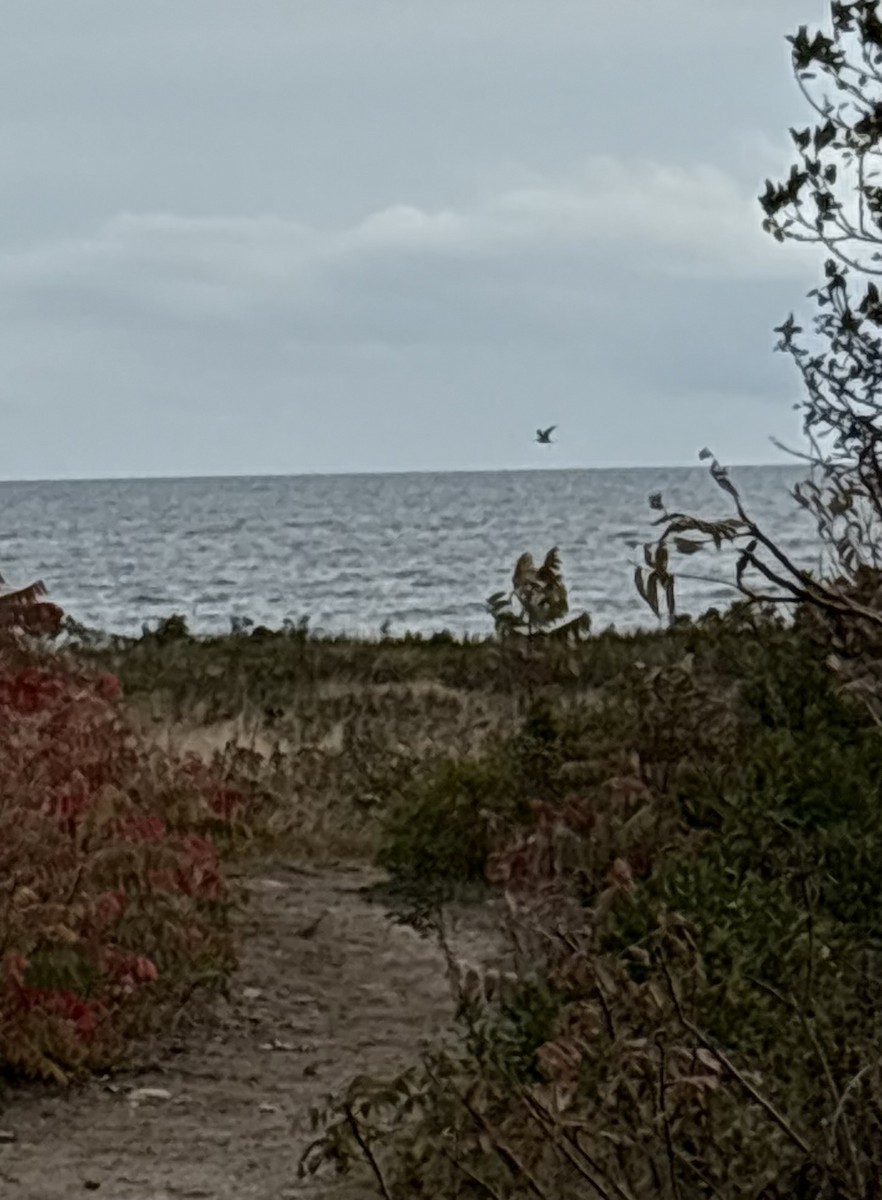 eBird Checklist - 12 Oct 2025 - Biddeford Pool--East Point Sanctuary ...