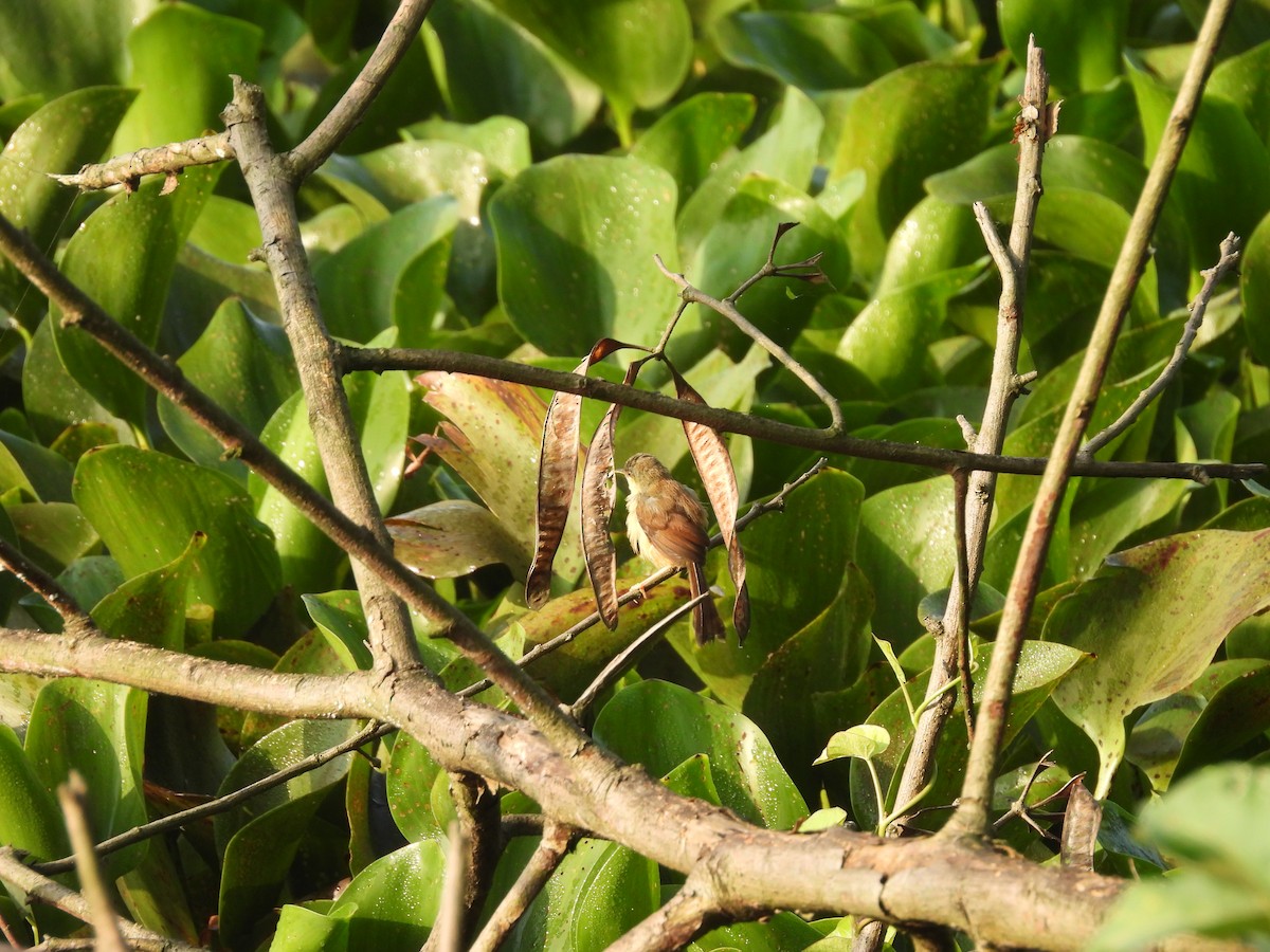 ML643355340 - Ashy Prinia - Macaulay Library