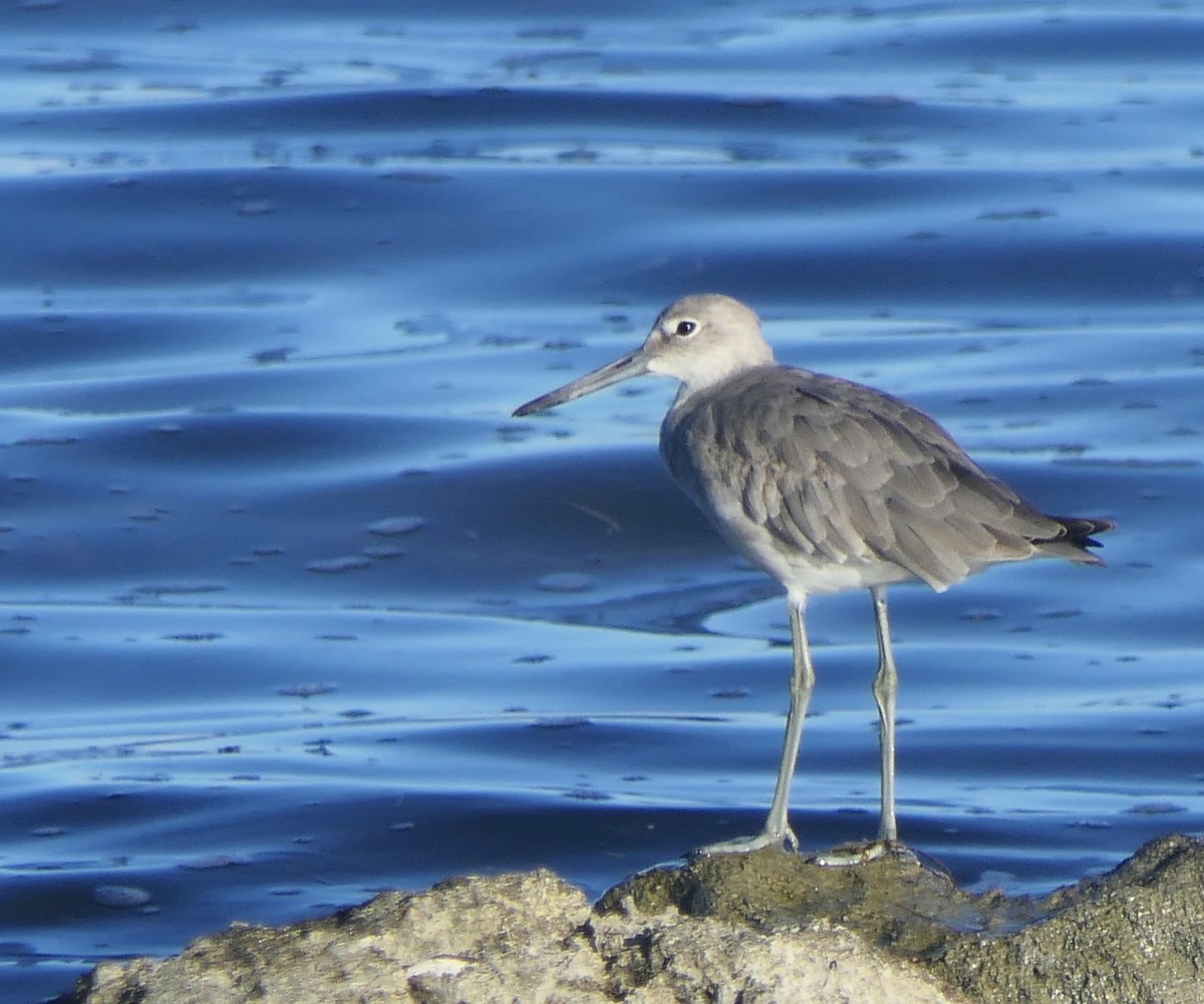eBird Checklist - 8 Oct 2025 - Curry Hammock SP--FL Keys Hawkwatch - 10 ...