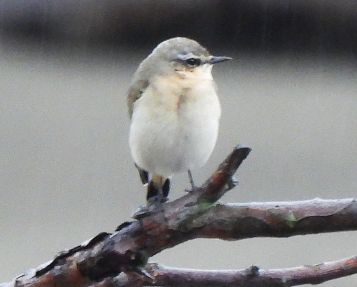 eBird Checklist - 12 Oct 2025 - Rooster Rock SP - 11 species