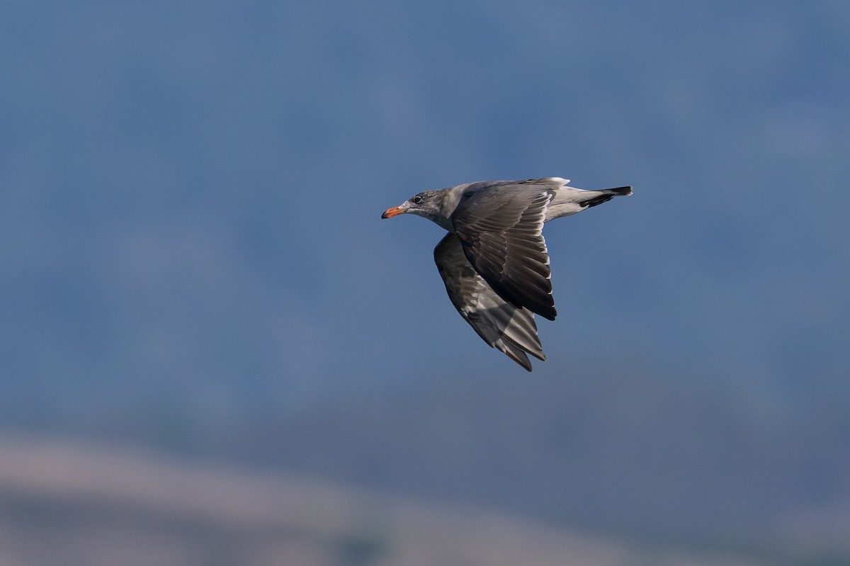 eBird Checklist - 7 Sep 2025 - Pelagic--inshore to 5 mi offshore (San ...
