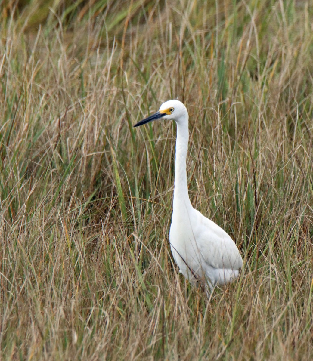 eBird Checklist - 10 Oct 2025 - Edwin B Forsythe Wildlife Refuge ...