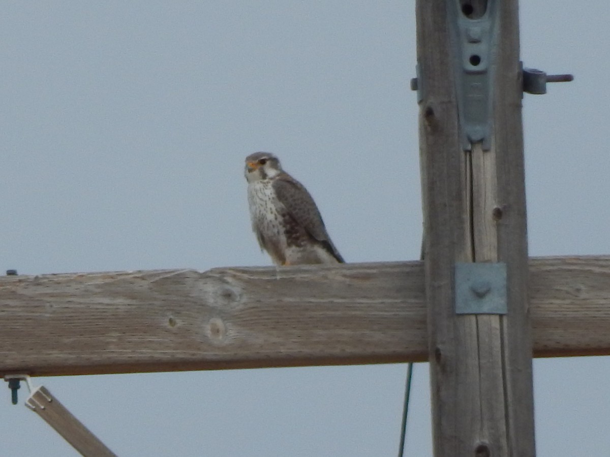 ML643382345 - Prairie Falcon - Macaulay Library