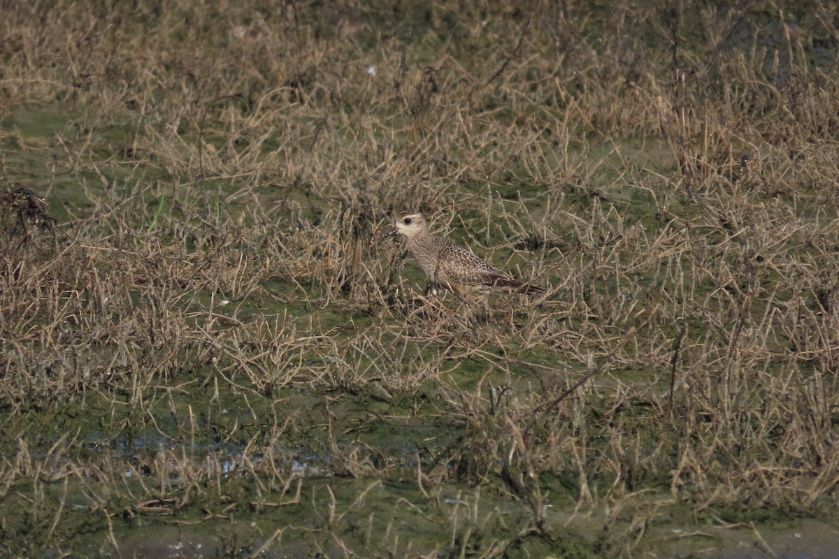 eBird Checklist - 11 Oct 2025 - Dam Muizenberg - 38 species