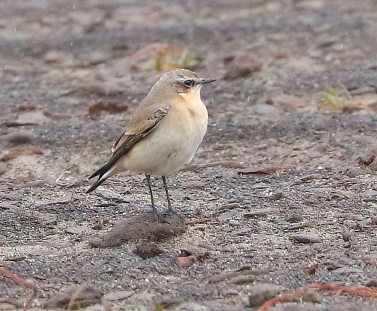 eBird Checklist - 12 Oct 2025 - Rooster Rock SP - 5 species (+1 other taxa)