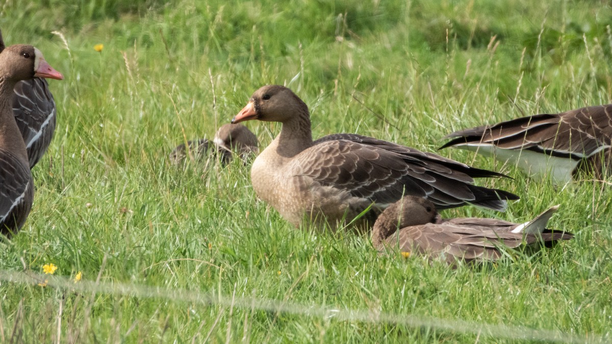 eBird Checklist - 12 Oct 2025 - Arcata Bottoms--Jackson Ranch Rd ...