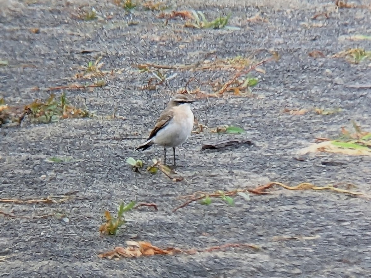 eBird Checklist - 12 Oct 2025 - Rooster Rock SP - 19 species
