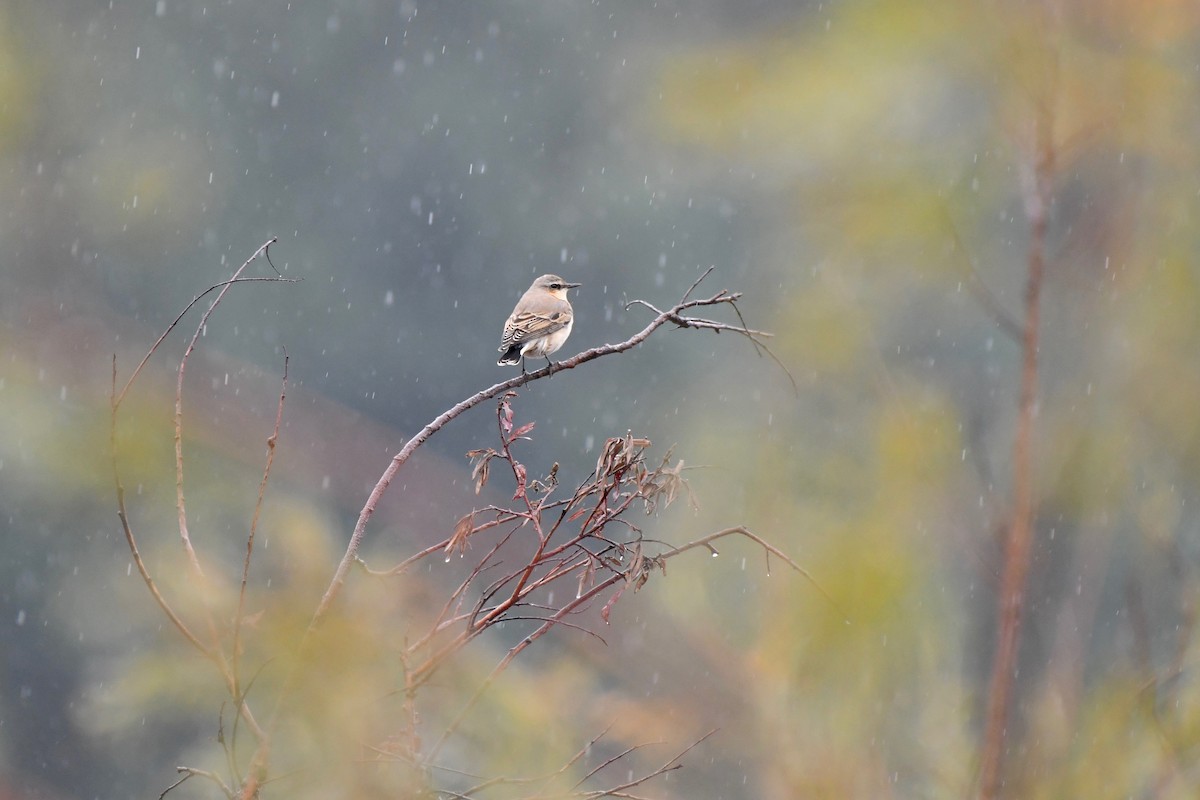 eBird Checklist - 12 Oct 2025 - Rooster Rock SP - 18 species (+1 other ...