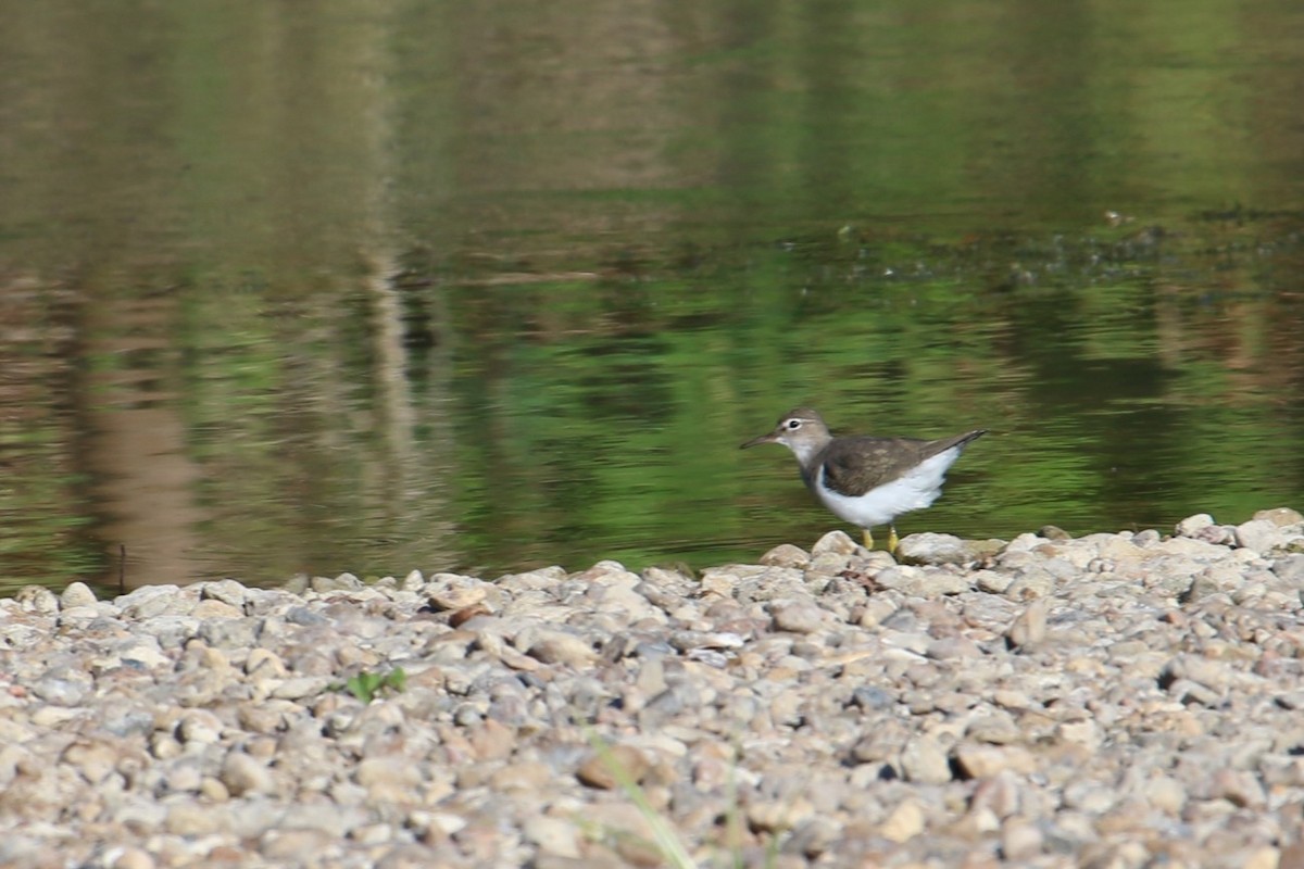 eBird Checklist - 12 Oct 2025 - Pebble Beach, Guadalupe River (Victoria ...