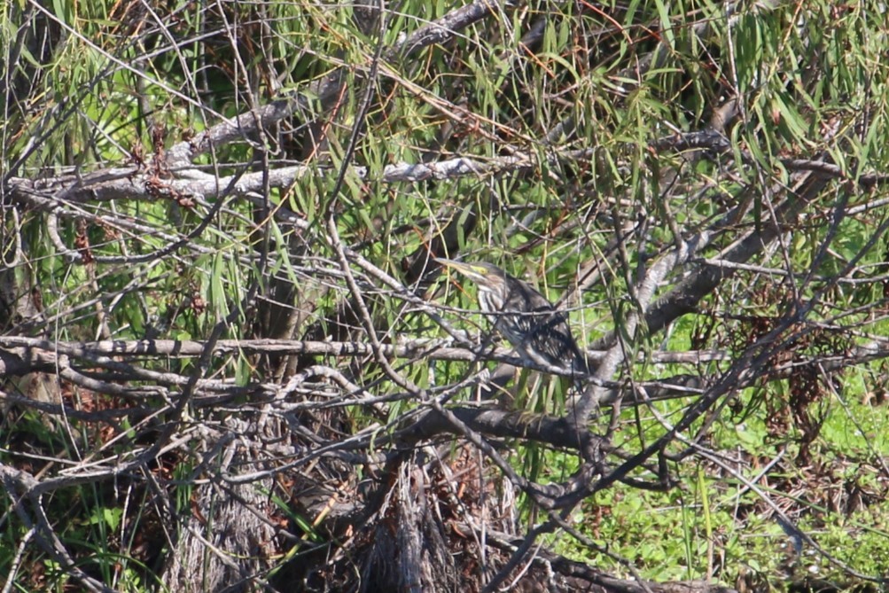 eBird Checklist - 11 Oct 2025 - Aransas NWR--Jones Lake (Calhoun Co ...