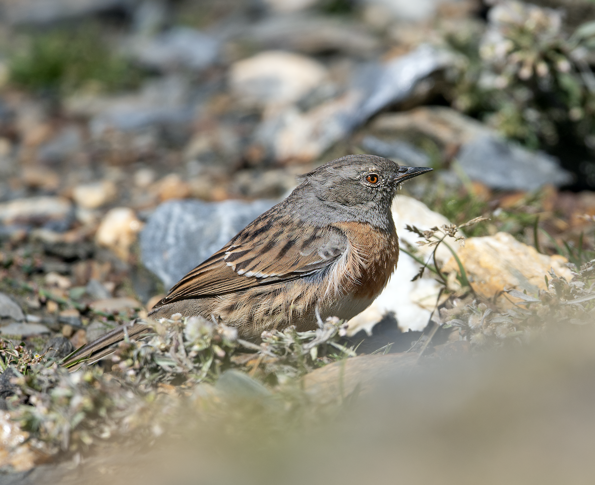 ML643413530 - Robin Accentor - Macaulay Library