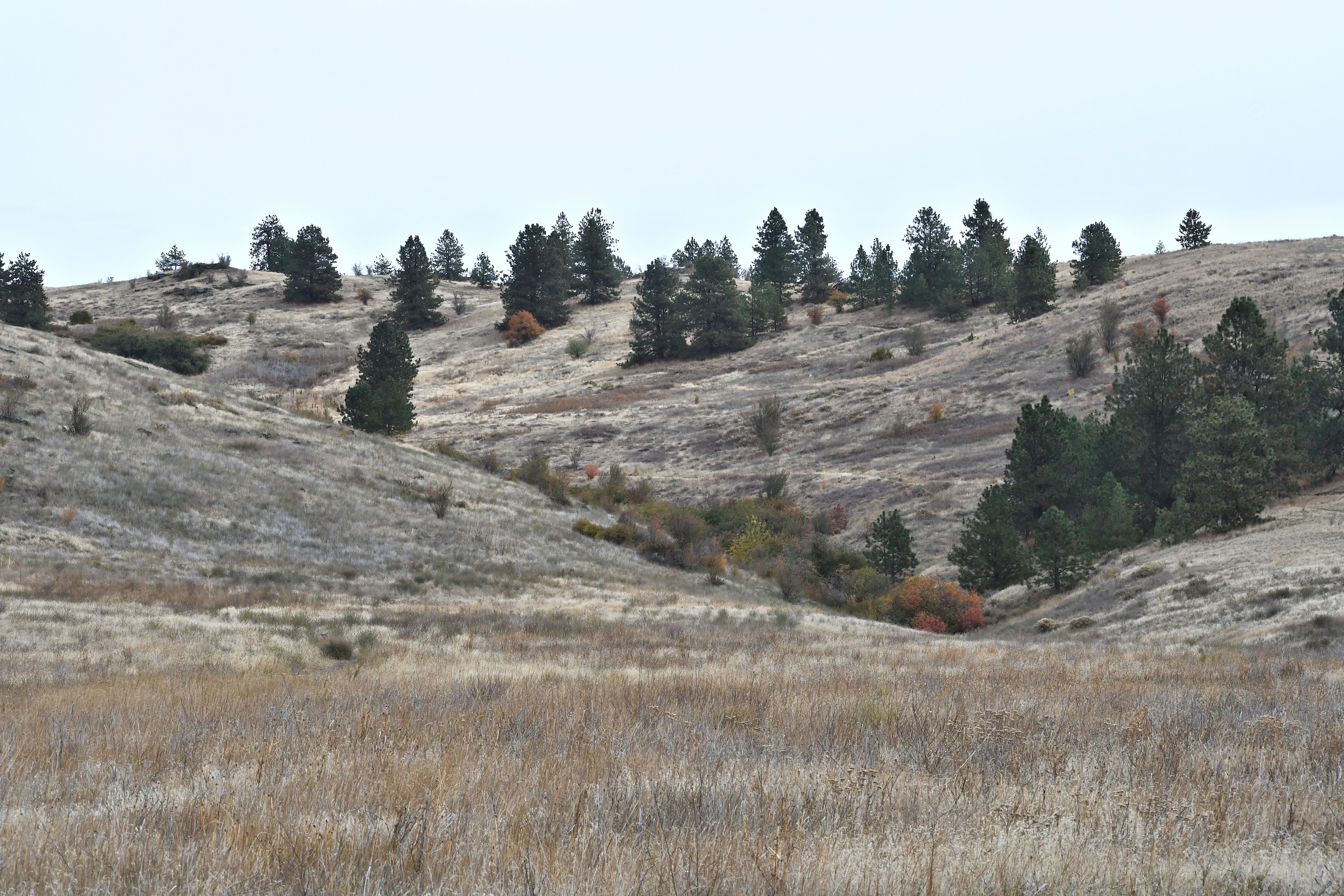 Saltese Uplands Conservation Area - Spokane, Washington, US - Birding ...