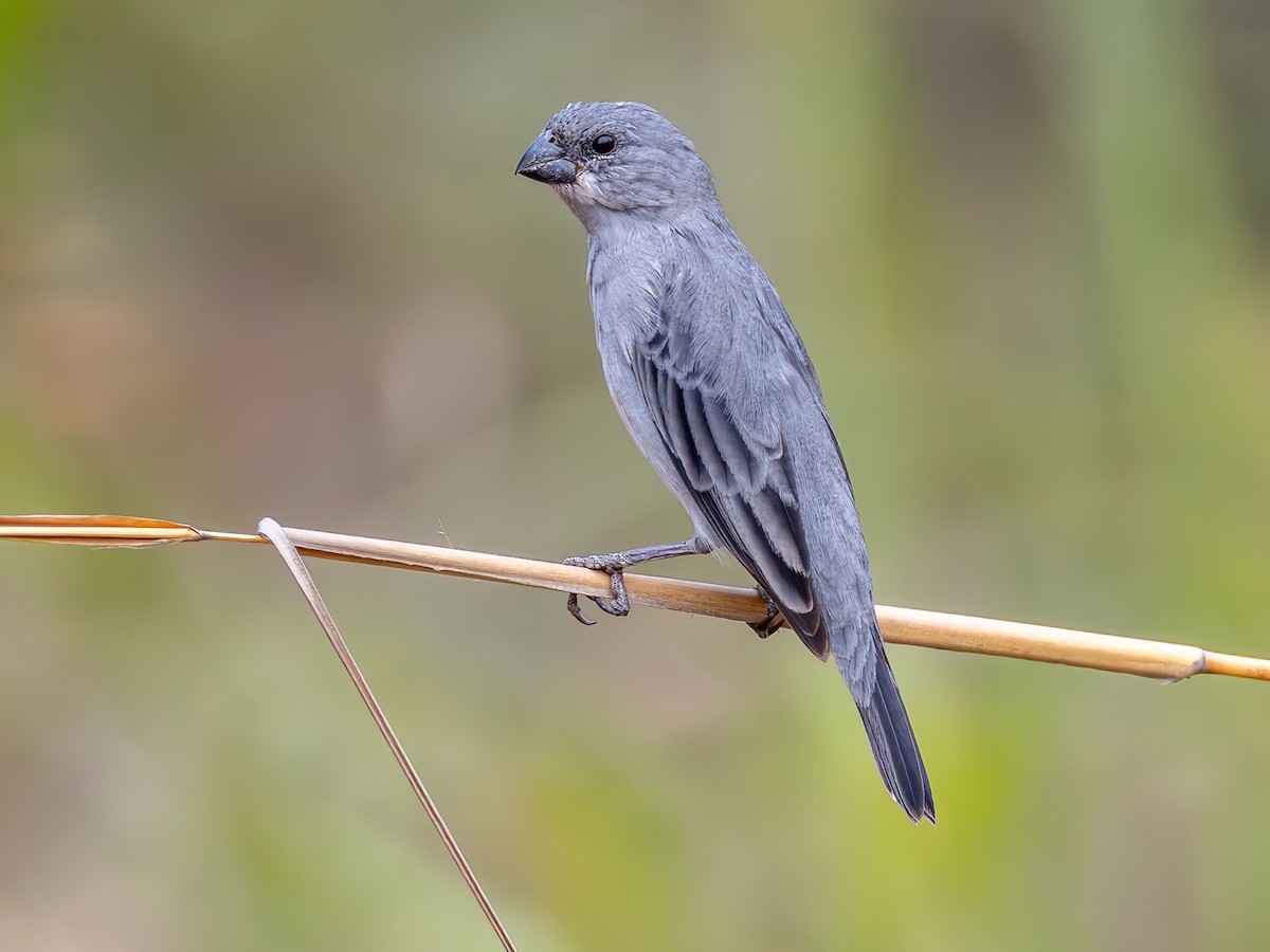 Plumbeous Seedeater - Sporophila plumbea - Birds of the World