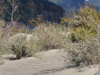 Rooster Rock SP, Multnomah, Oregon, United States - eBird Hotspot