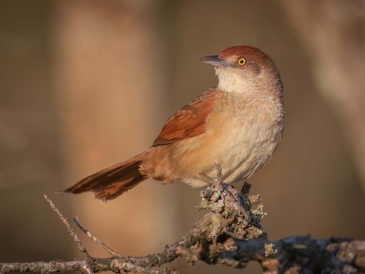 Greater Thornbird - Phacellodomus ruber - Birds of the World