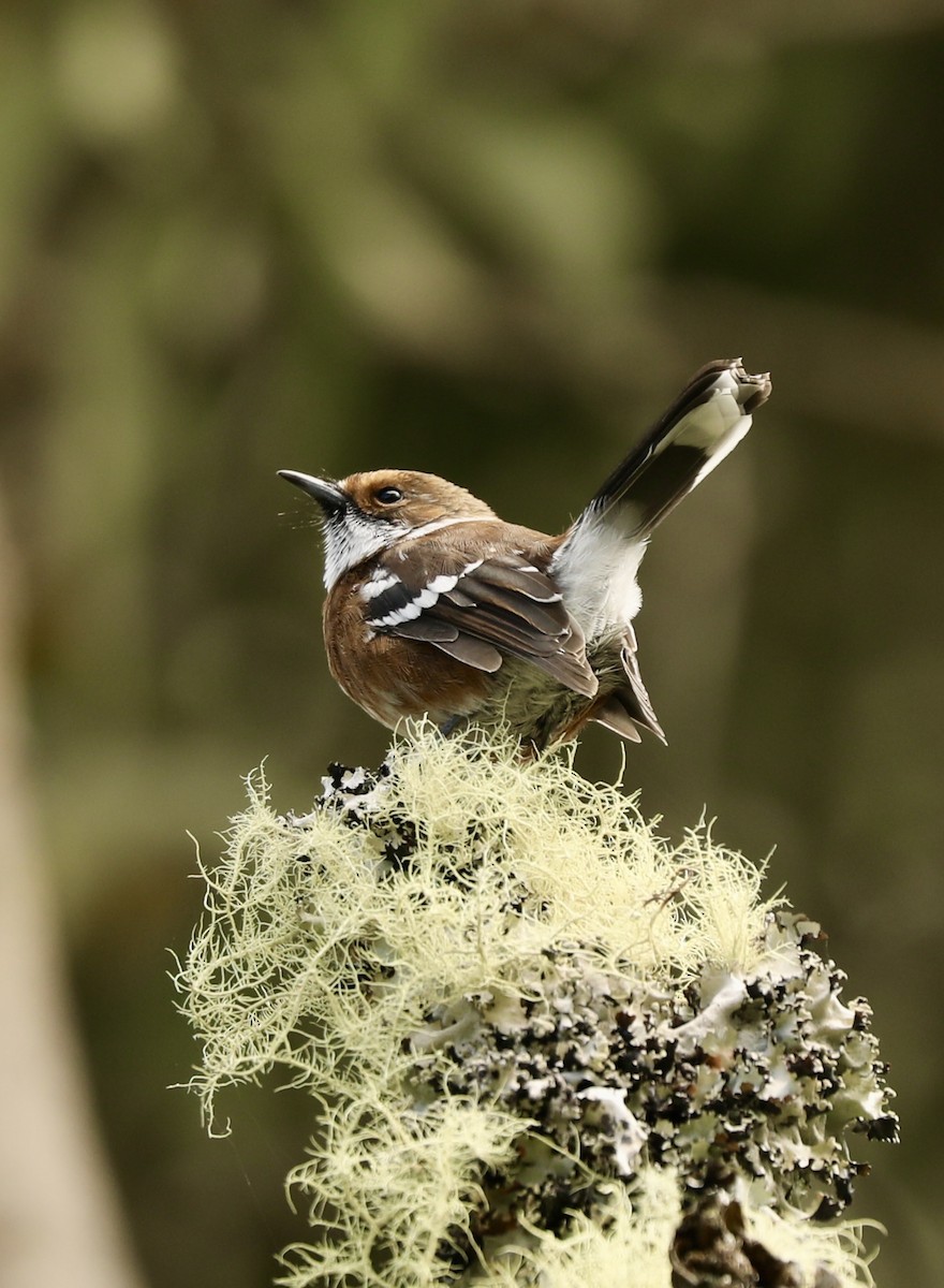eBird Checklist - 13 Oct 2025 - Hakalau Forest NWR--Pua Akala Tract ...