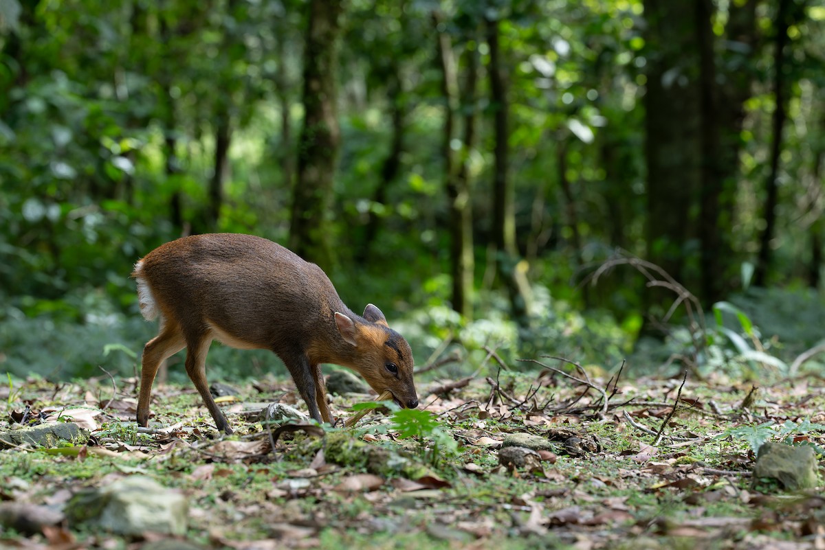 ML643479753 - Taiwan Muntjac - Macaulay Library