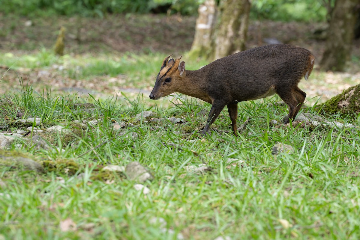ML643479788 - Taiwan Muntjac - Macaulay Library