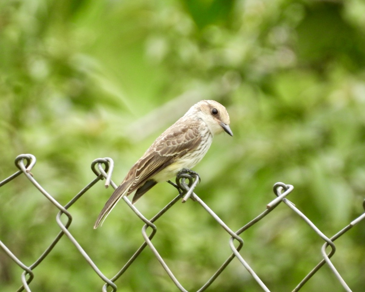 eBird Checklist - 13 Oct 2025 - Colegio San Miguel Chinchiná - 13 species