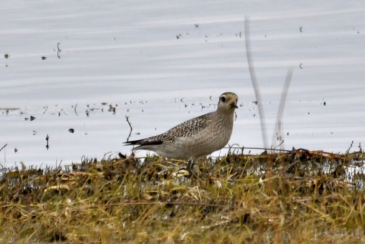 ML643507223 - American Golden-Plover - Macaulay Library