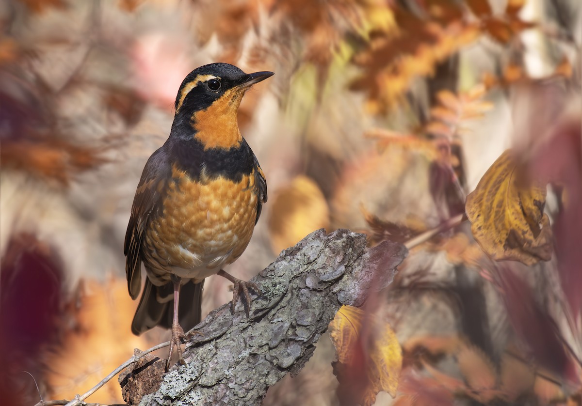 Media Search - Macaulay Library and eBird