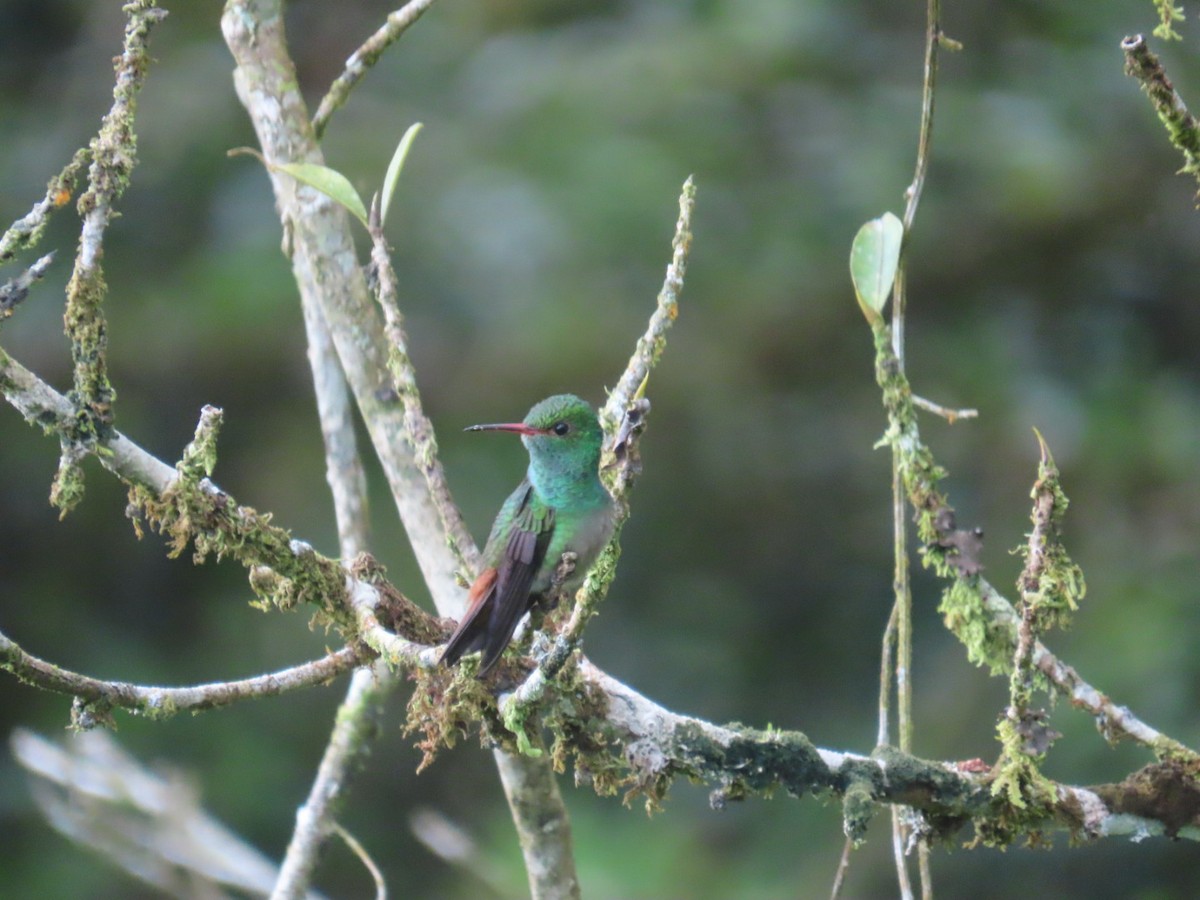 eBird Checklist - 13 Oct 2025 - Arenal Observatory Lodge - 14 species