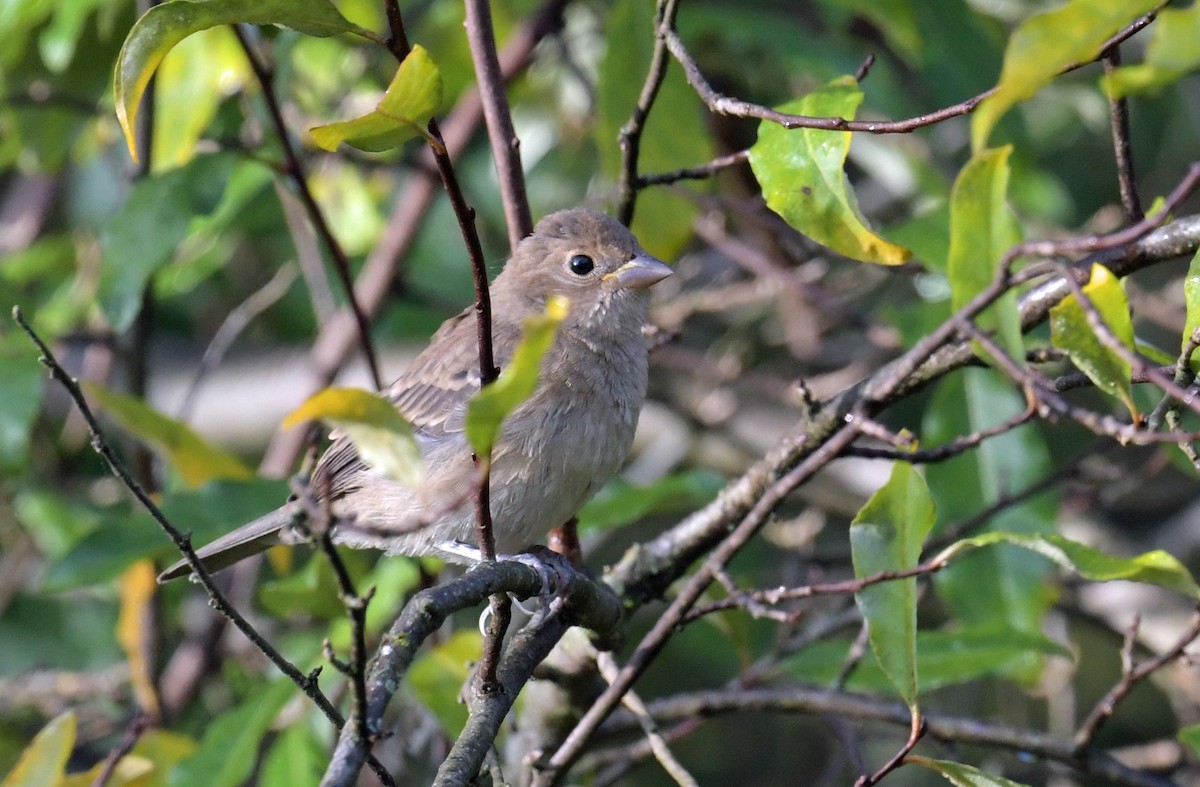 eBird Checklist - 15 Oct 2025 - William H. Kain County Park--Lake ...